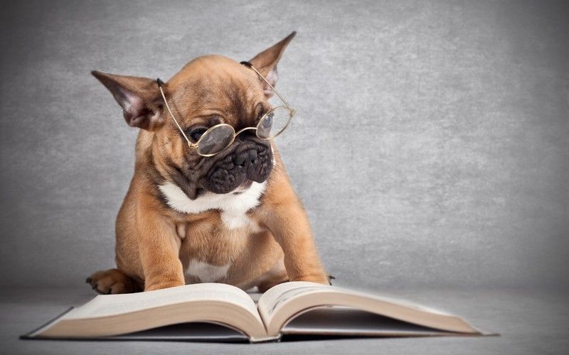 chien lecture