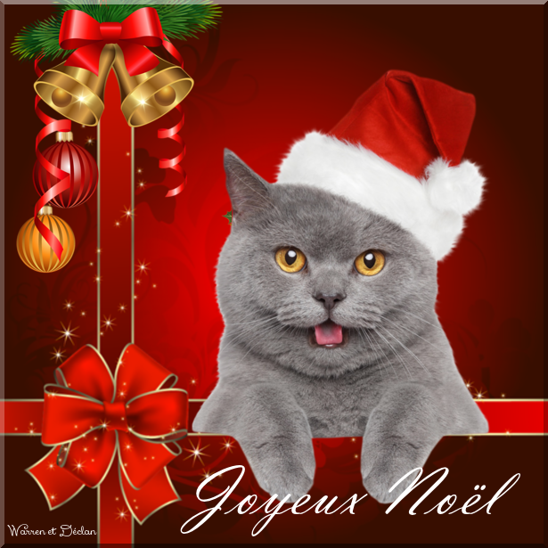 joyeux noël chat